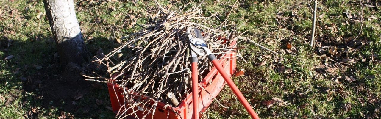 Spring Yard Cleanup Checklist for Trees in Alexandria, Arlington ...