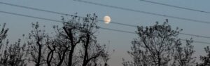 Tree Branches Touching Power Lines - Green Vista Tree Care