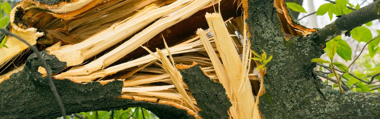 Fall Tree Risk Assessment: 6 Warning Signs Homeowners Can’t Ignore ...