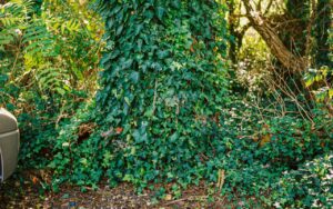 Identifying Invasive Vines That Harm Trees - Green Vista Tree Care