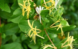 Identifying Invasive Vines That Harm Trees - Green Vista Tree Care