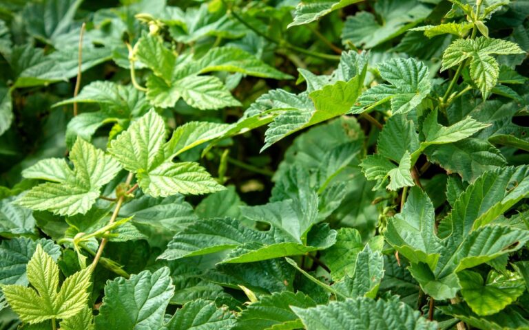 Identifying Invasive Vines That Harm Trees - Green Vista Tree Care