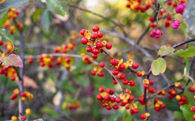 Identifying Invasive Vines That Harm Trees - Green Vista Tree Care