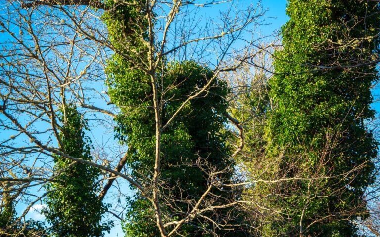 Identifying Invasive Vines That Harm Trees - Green Vista Tree Care