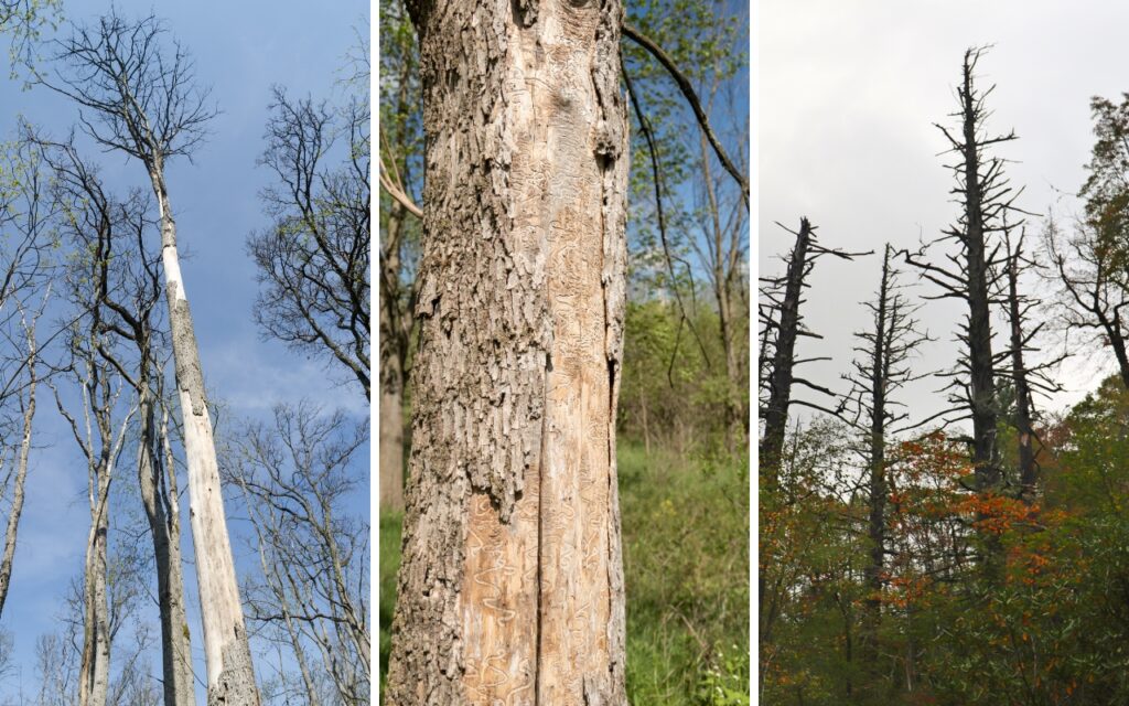 Northern Virginia Native Trees That May Need Some Extra Care - Green ...