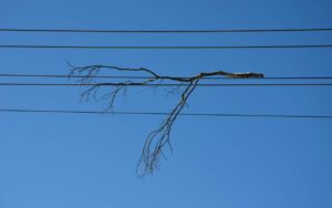 FAQs on Tree Branches Touching Power LInes in Northern Virginia