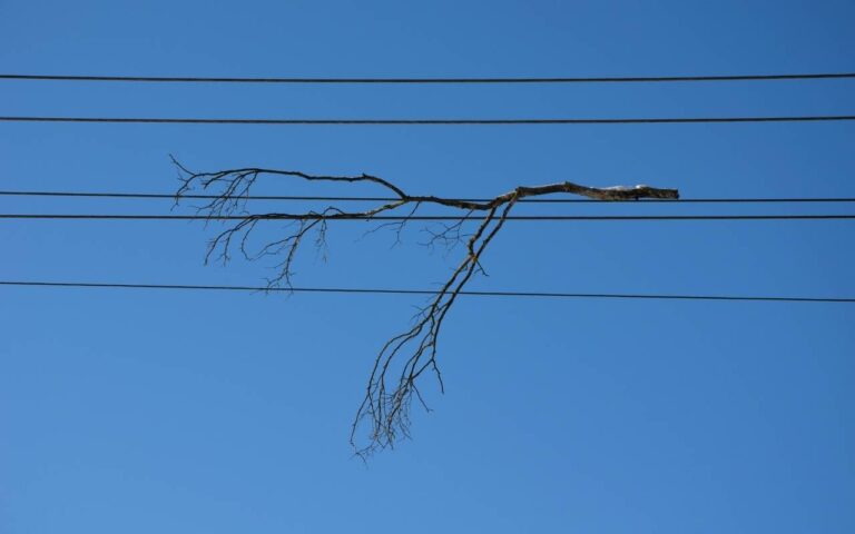FAQs on Tree Branches Touching Power LInes in Northern Virginia