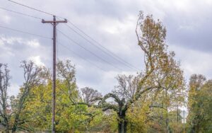Tree Branches Touching Power Lines-Green Vista Tree Care | ISO Standards