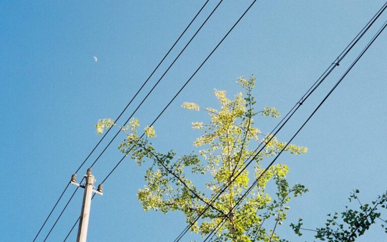 FAQs on Tree Branches Touching Power LInes in Northern Virginia