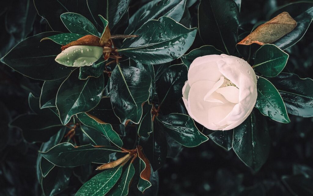 10 Wind-Resistant Trees to Keep Homes Safer in Northern Virginia ...