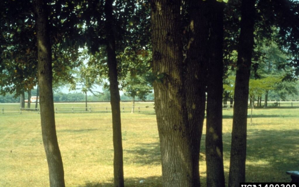 10 Wind-Resistant Trees to Keep Homes Safer in Northern Virginia ...