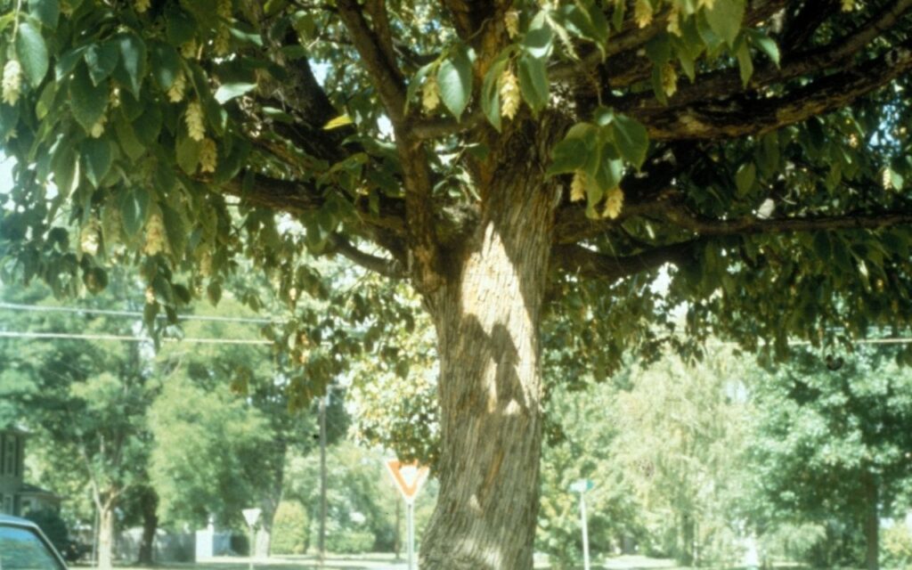 10 Wind-Resistant Trees to Keep Homes Safer in Northern Virginia ...