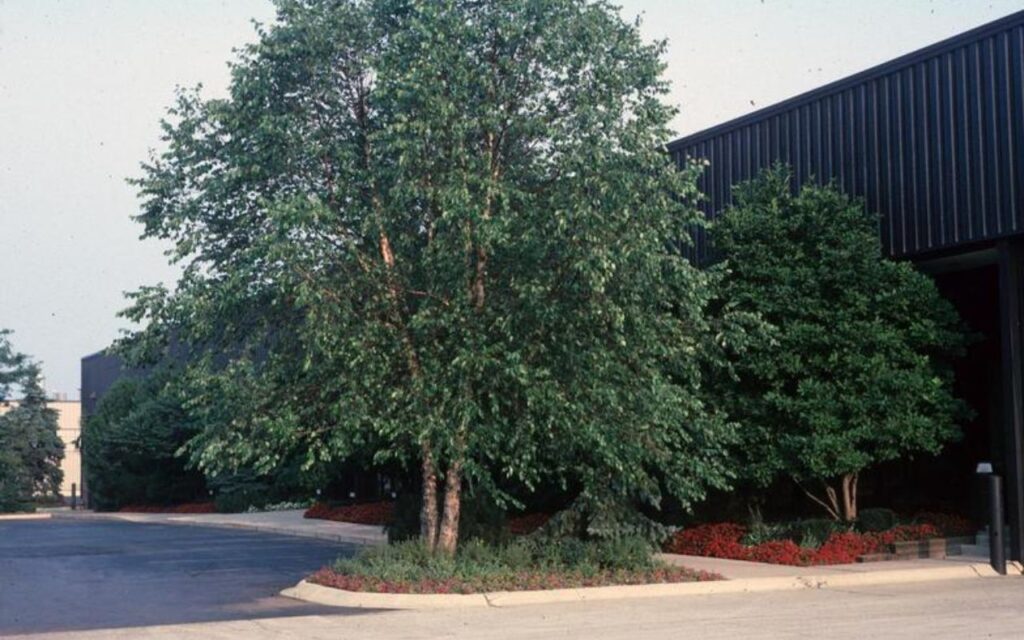 10 Wind-Resistant Trees to Keep Homes Safer in Northern Virginia ...