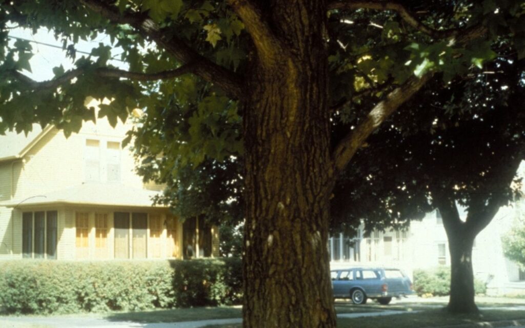 10 Wind-Resistant Trees to Keep Homes Safer in Northern Virginia ...