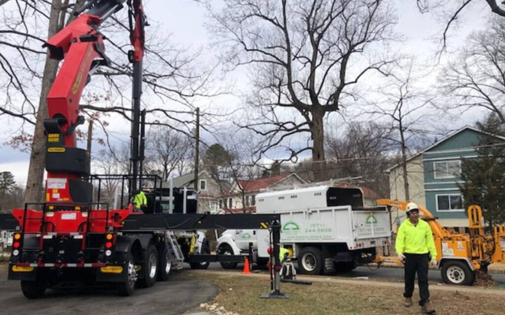 How to Prepare for a Tree Removal in Fairfax County, Virginia - Green ...