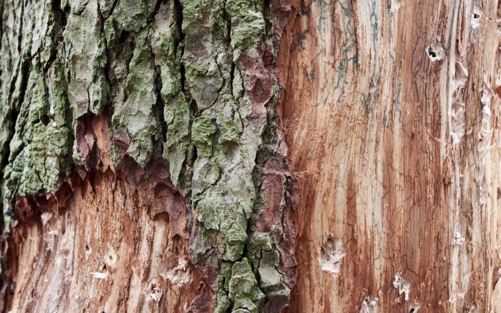 Can a Tree in Northern Virginia Regrow or Repair Damaged Bark? - Green ...