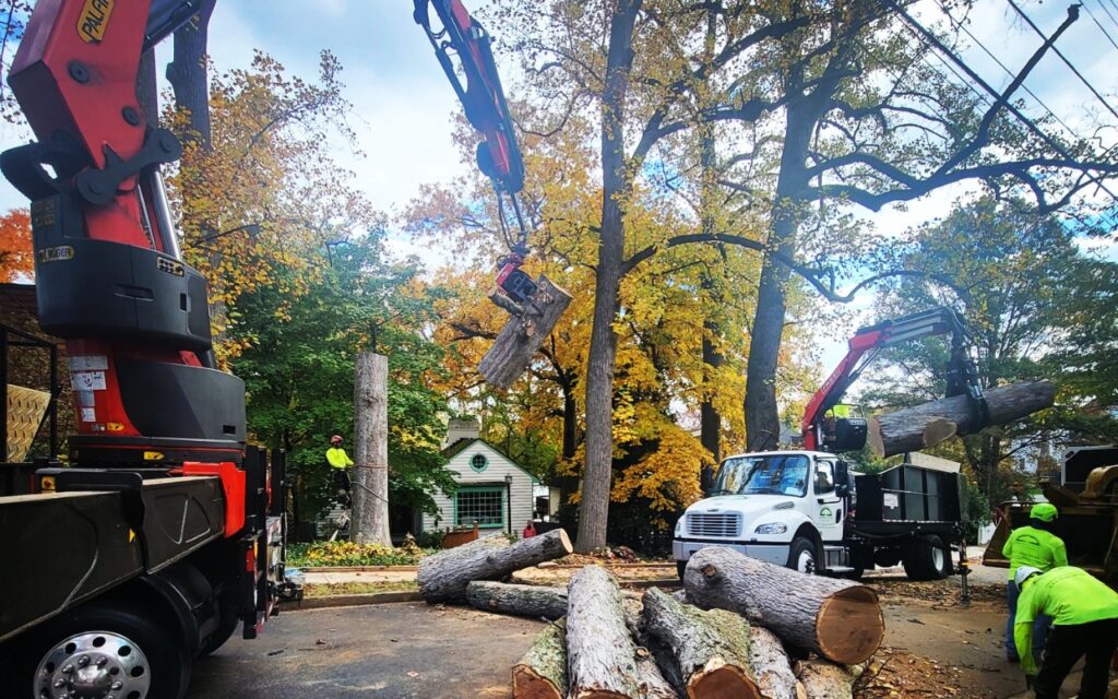 7 Benefits of a Remote-Control Tree Removal Crane for Removal Jobs in ...