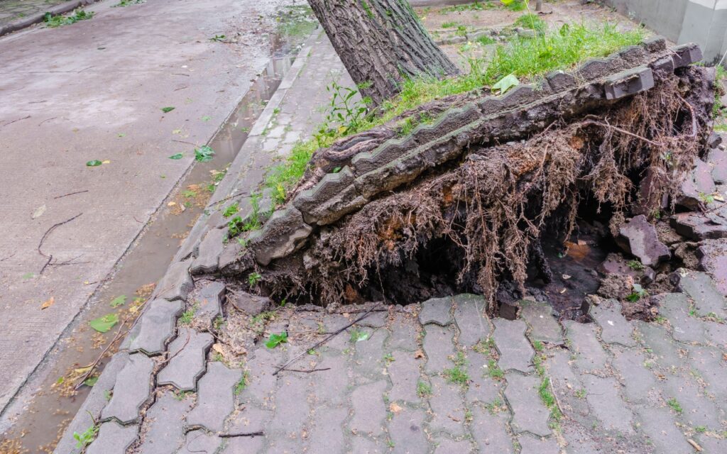 Can You Save an Uprooted Tree in Northern Virginia? - Green Vista Tree Care