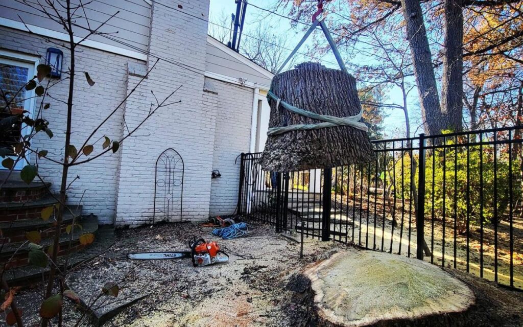 Transform Your Landscape: The Top Benefits of Stump Grinding in ...