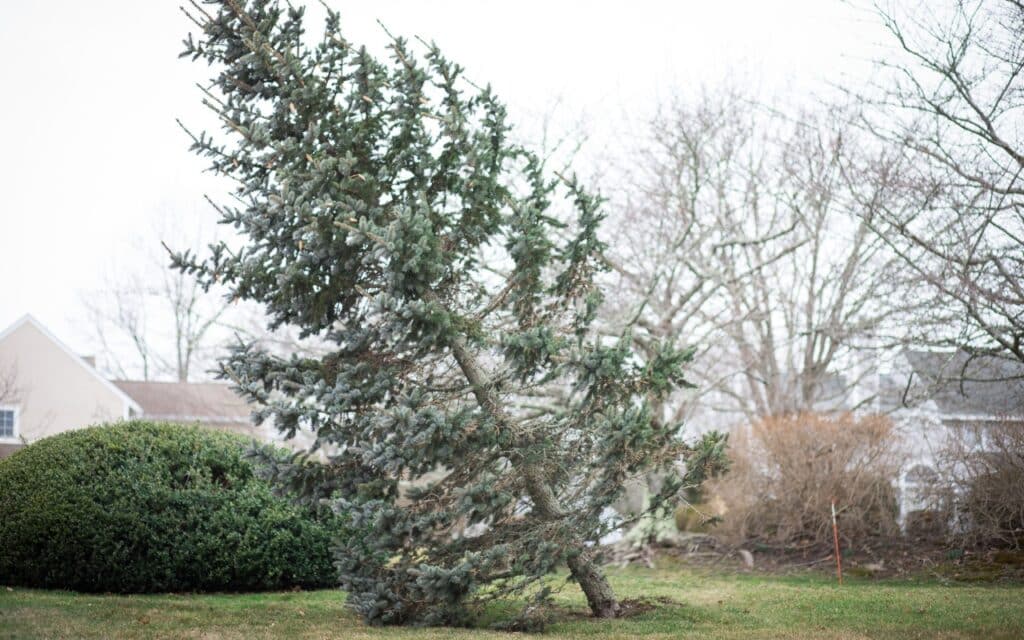 Fall Tree Risk Assessment: 6 Warning Signs Homeowners Can’t Ignore ...