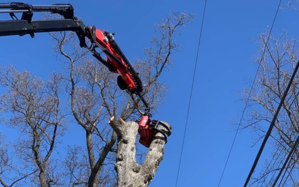 Tree Branches Near Power Lines in Northern Virginia: What’s Safe, What ...
