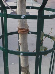 Tree Staking FAQs: How to Help Your Young Northern Virginia Trees