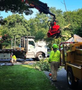 Green Vista Tree Care for Northern Virginia | Alexandria, Arlington ...