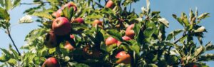 Best Fruit Trees to Grow in Northern Virginia - Green Vista Tree Care