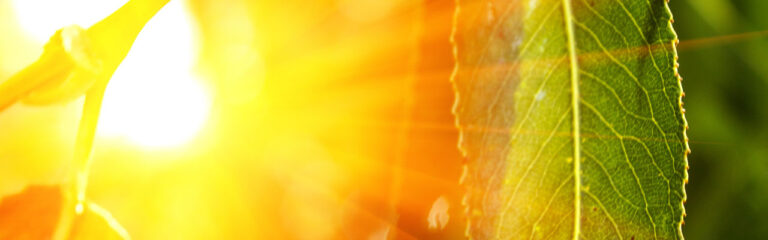 How to Protect Trees From Northern Virginia's Summer Heat | Green Vista ...