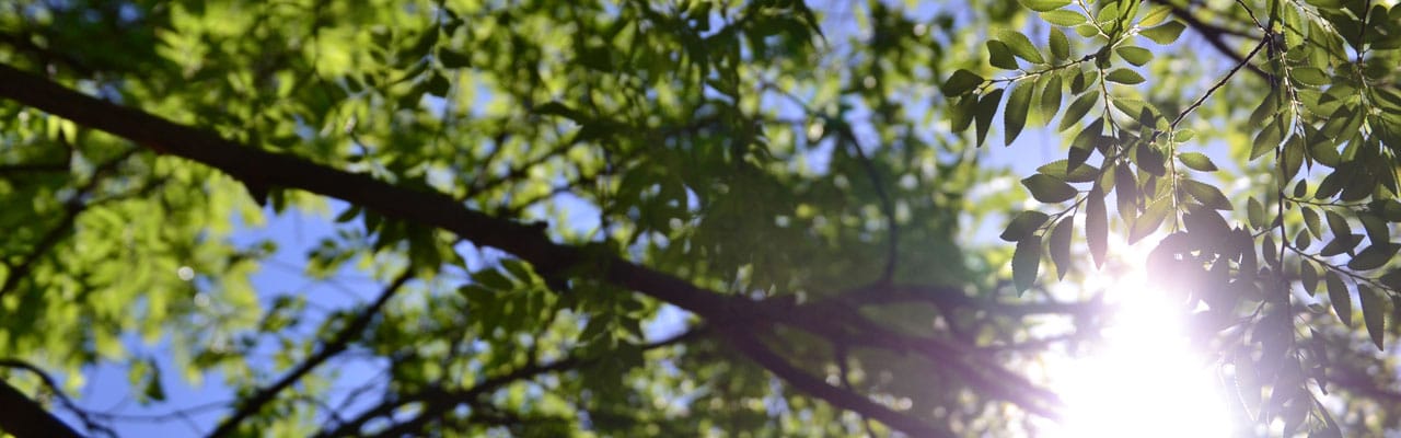 Where To Plant A Tree in Northern Virginia | Green Vista Tree Care