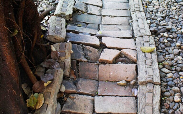 Tree Roots Causing Problems? Find the Real Root of the Issue - Green ...