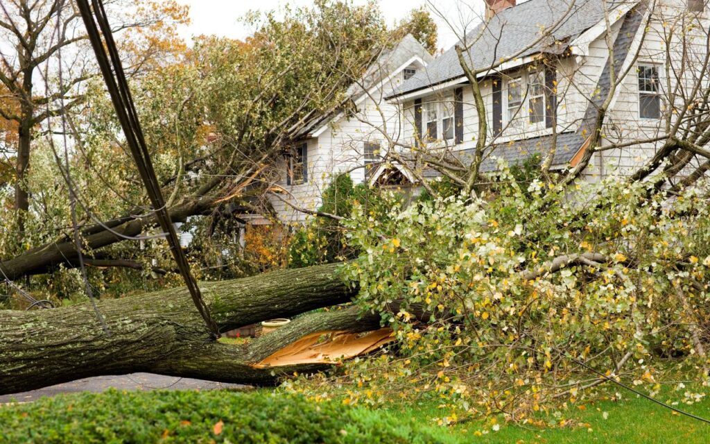 What to Do About Tree Damage to Roofs What to Do About Tree Damage to ...