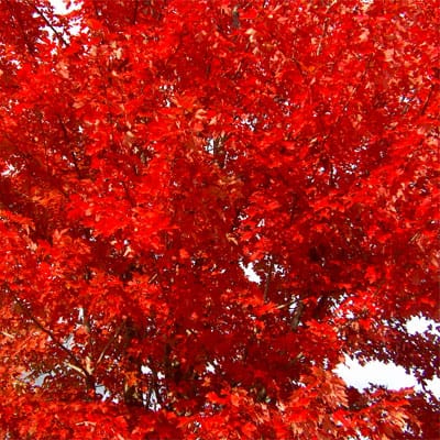 5 Best Trees for Fall Color in Northern Virginia | Green Vista Tree Care