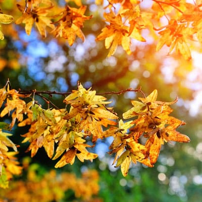 5 Best Trees for Fall Color in Northern Virginia | Green Vista Tree Care